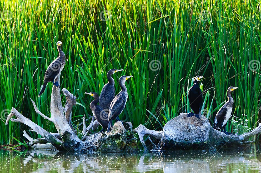 Cormoranes En El Delta De Danubio Imagen de archivo - Imagen de ...
