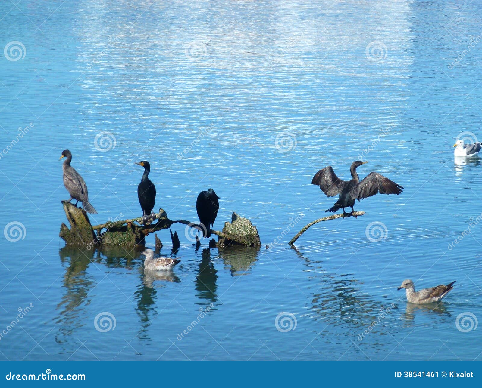Cormorani & Gabbiani a San Francisco Bay Immagine Stock - Immagine di ...
