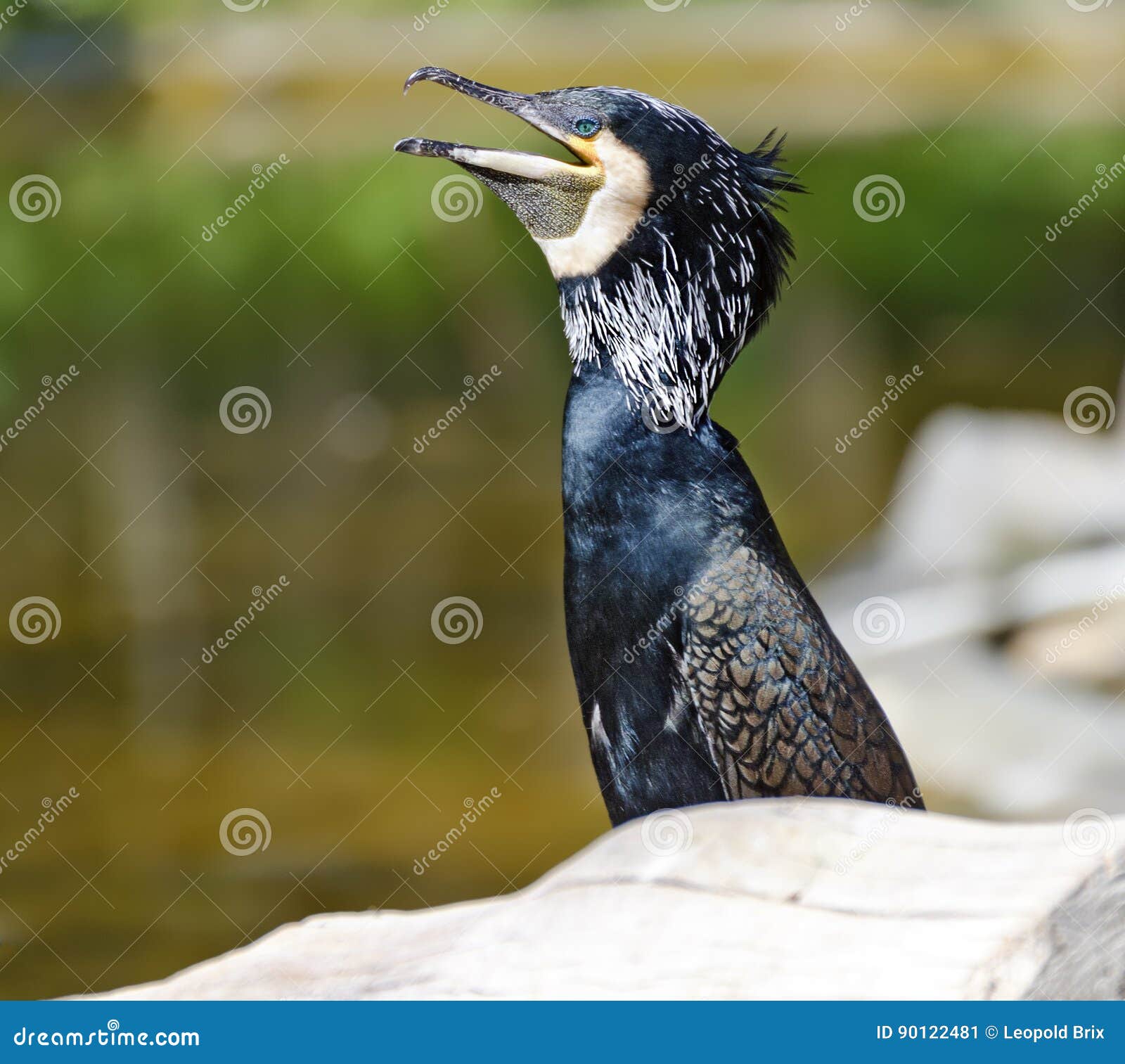 Cormorano nero maschio immagine stock. Immagine di piume - 90122481