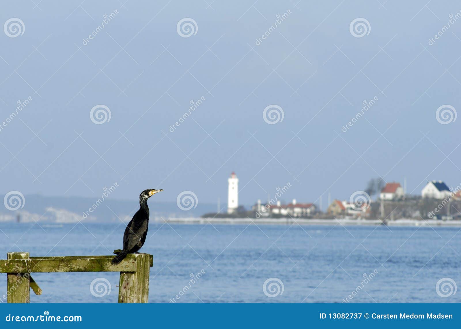 Cormorant stock image. Image of lighthouse, belt, little - 13082737