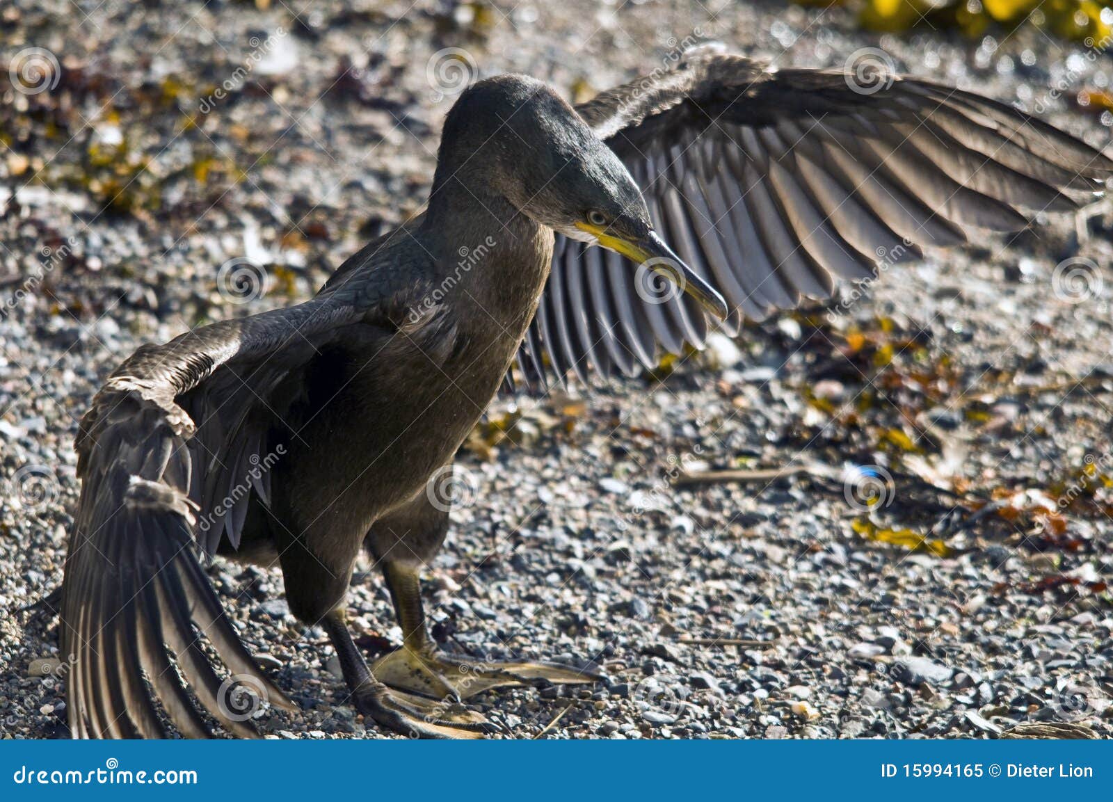 Cormorant stock image. Image of stones, feather, wild - 15994165