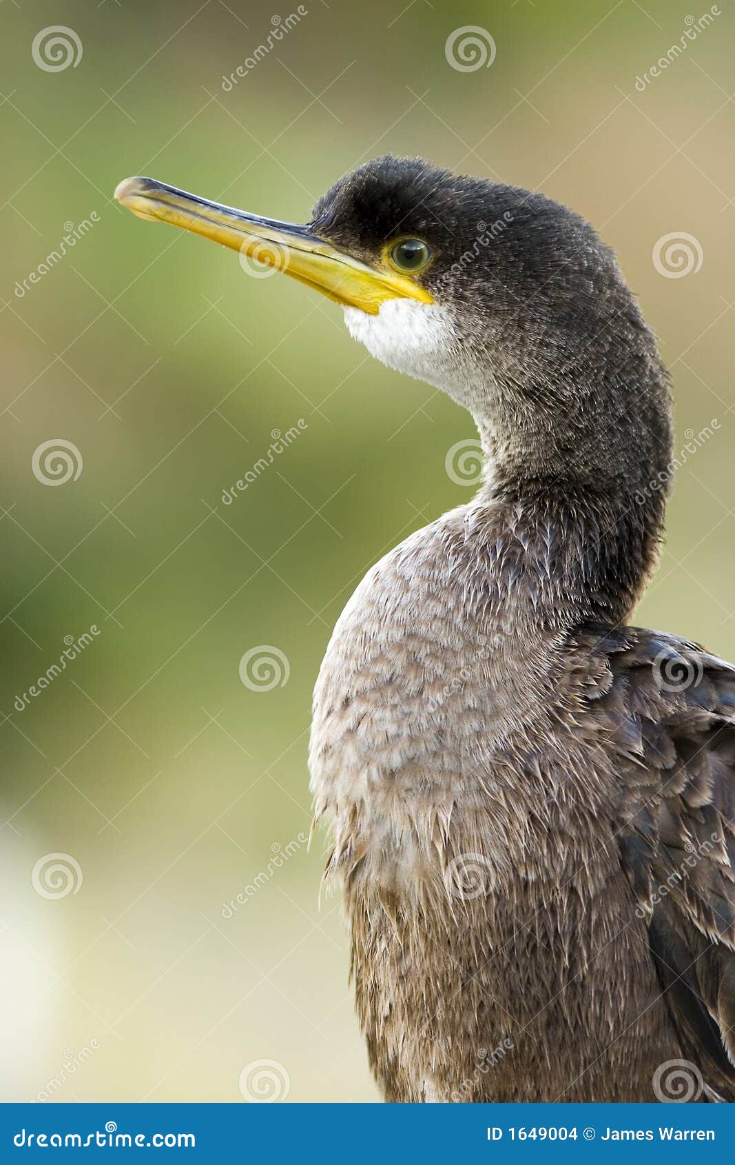 Cormorant stock photo. Image of water, wetland, feathers - 1649004