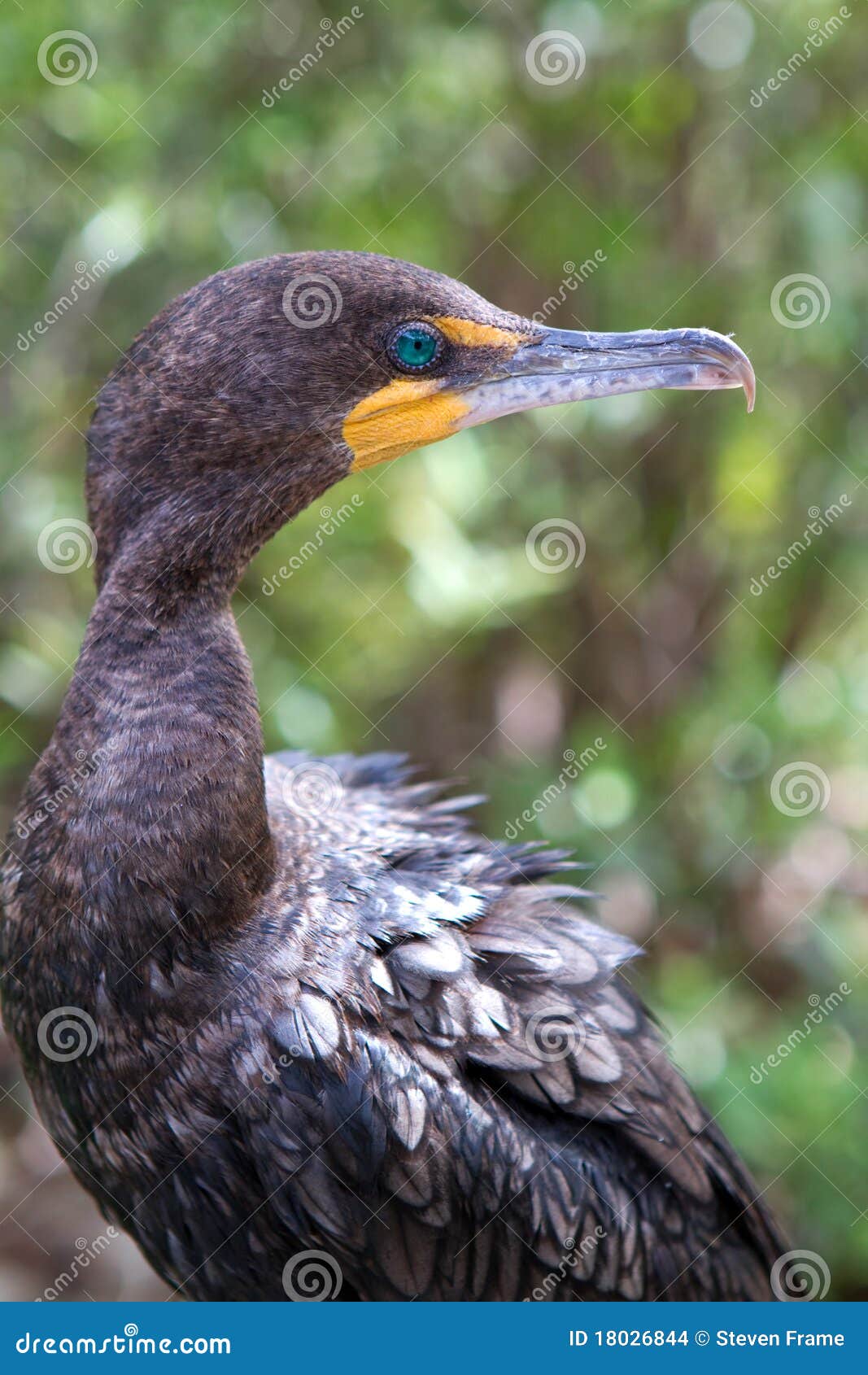 Cormorant stock photo. Image of head, shags, beak, wildlife - 18026844