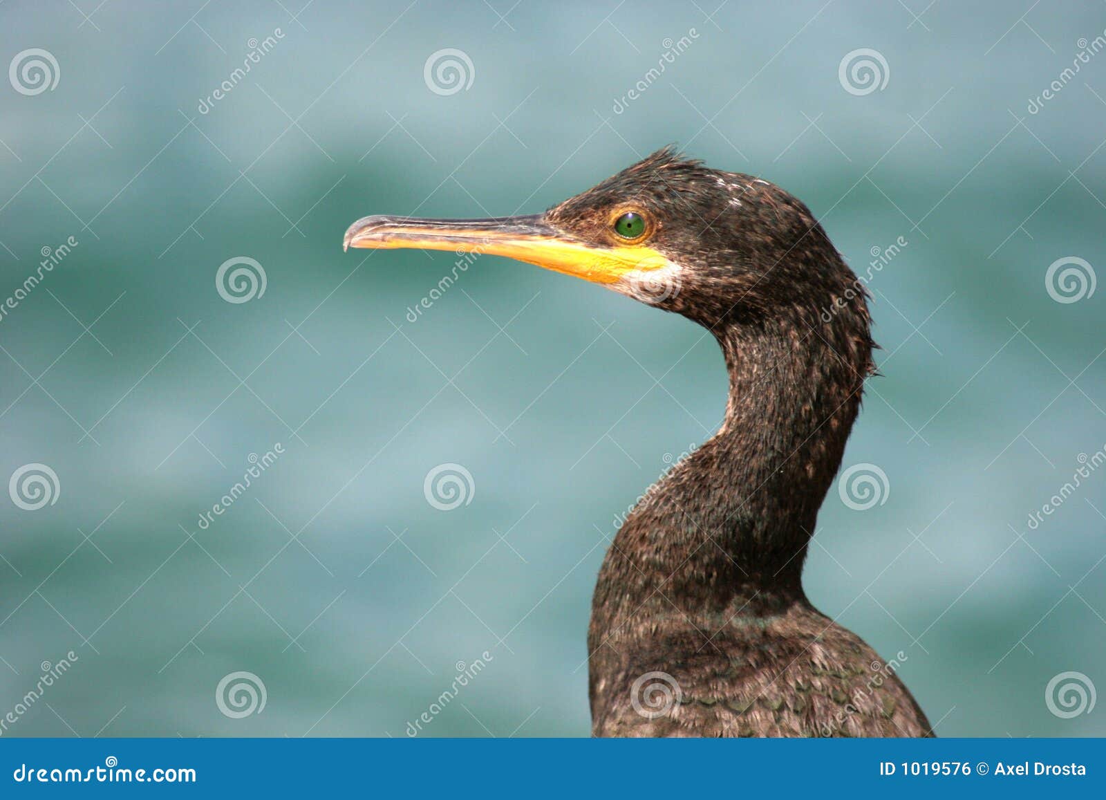 Cormorant 2 stock photo. Image of blur, cormorant, portrait - 1019576