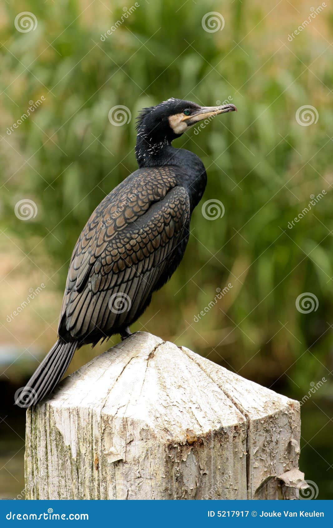 Cormorant stock image. Image of natural, dawn, creature - 5217917