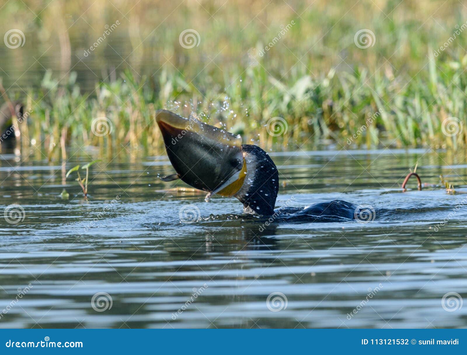 Cormorant stock photo. Image of avian, wildlife, nature - 113121532