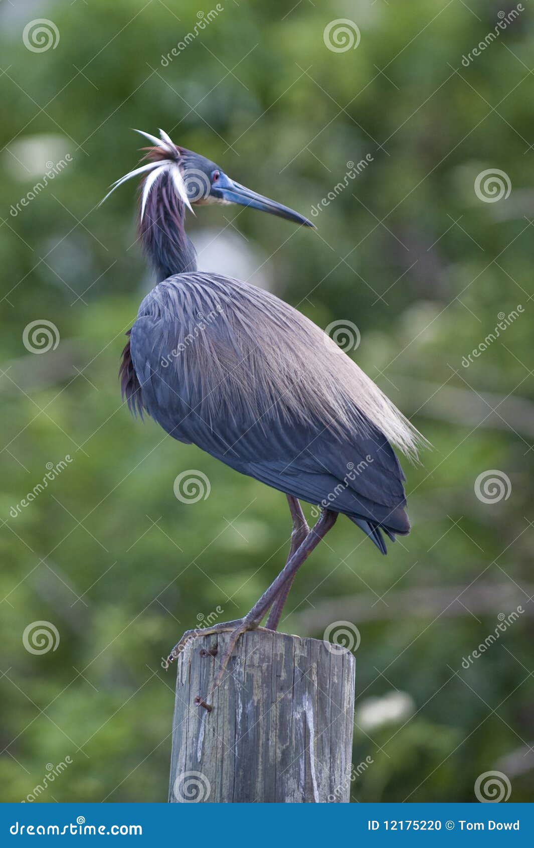Cormorant bird stock photo. Image of plumage, crested - 12175220