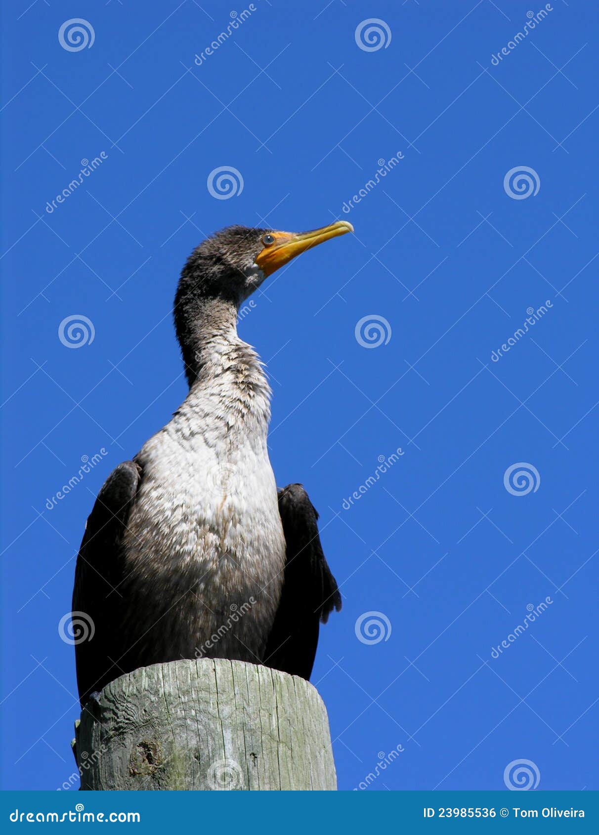 Cormorant bird stock photo. Image of double, bird, oceanfront - 23985536