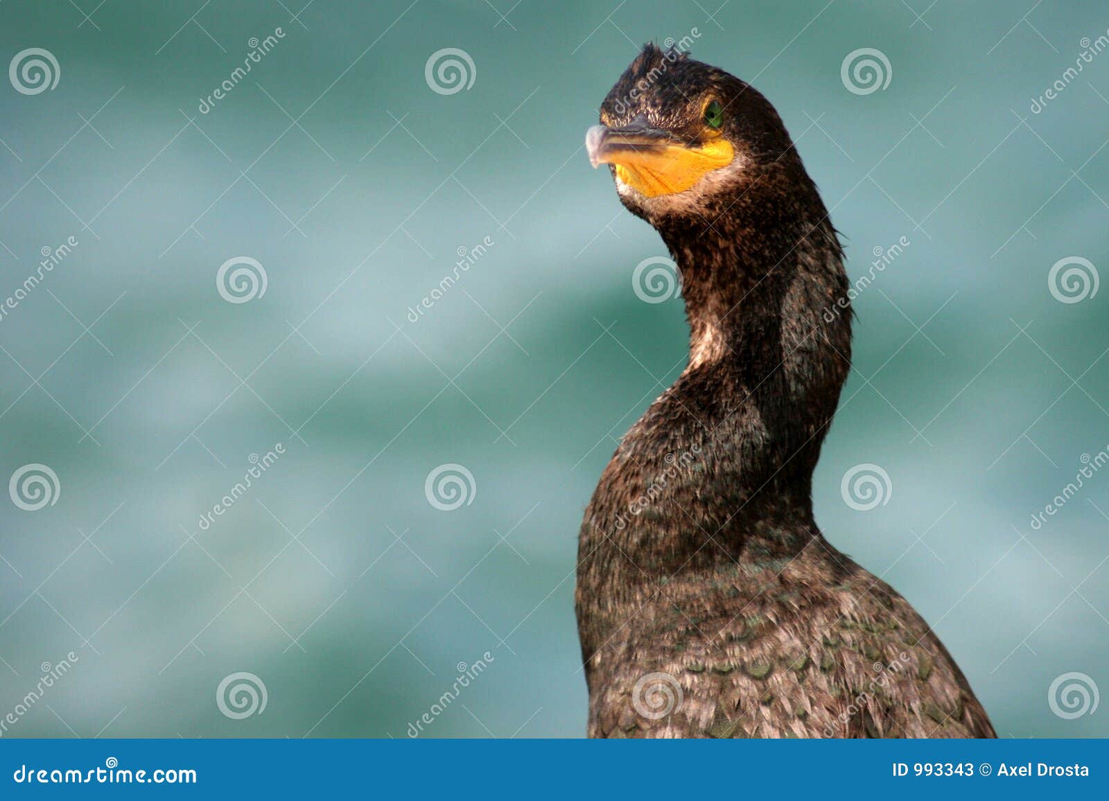 Cormorant bird stock image. Image of closeup, ocean, nature - 993343
