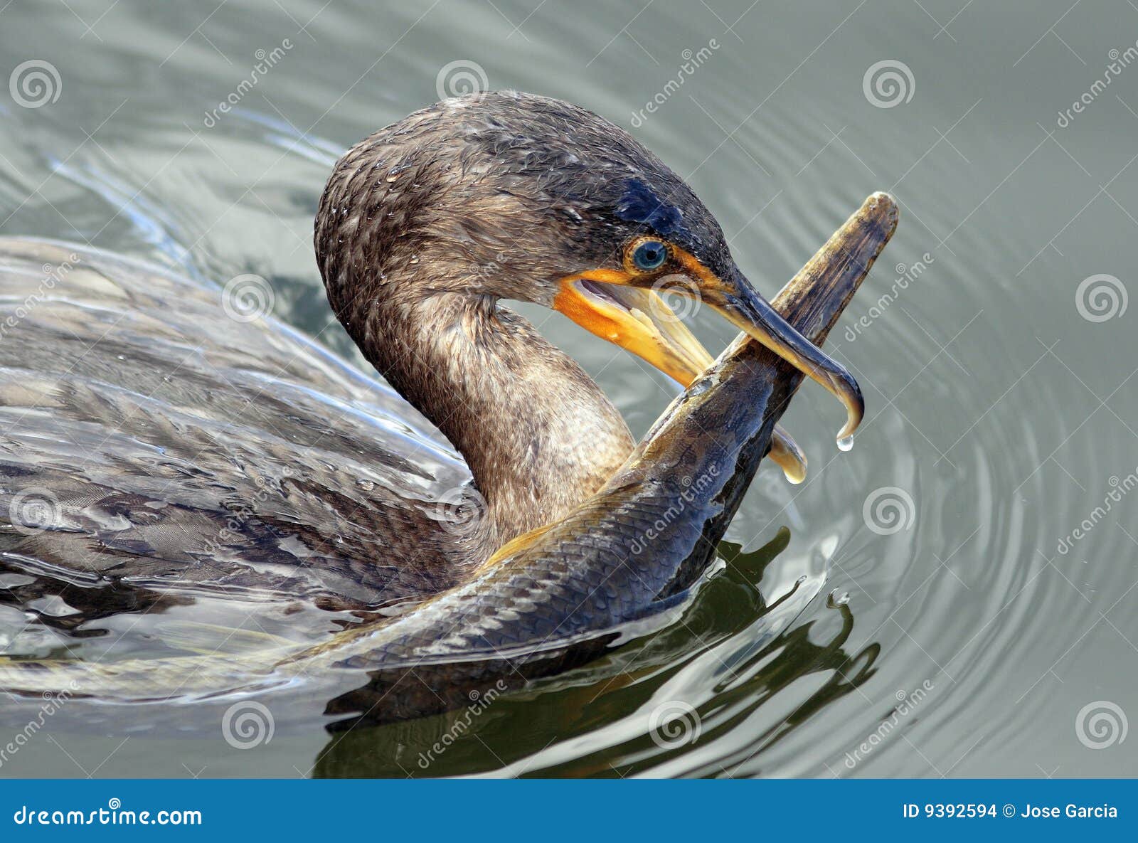 Cormorant Bird with Alligator Gar Fish Stock Photo - Image of fight ...