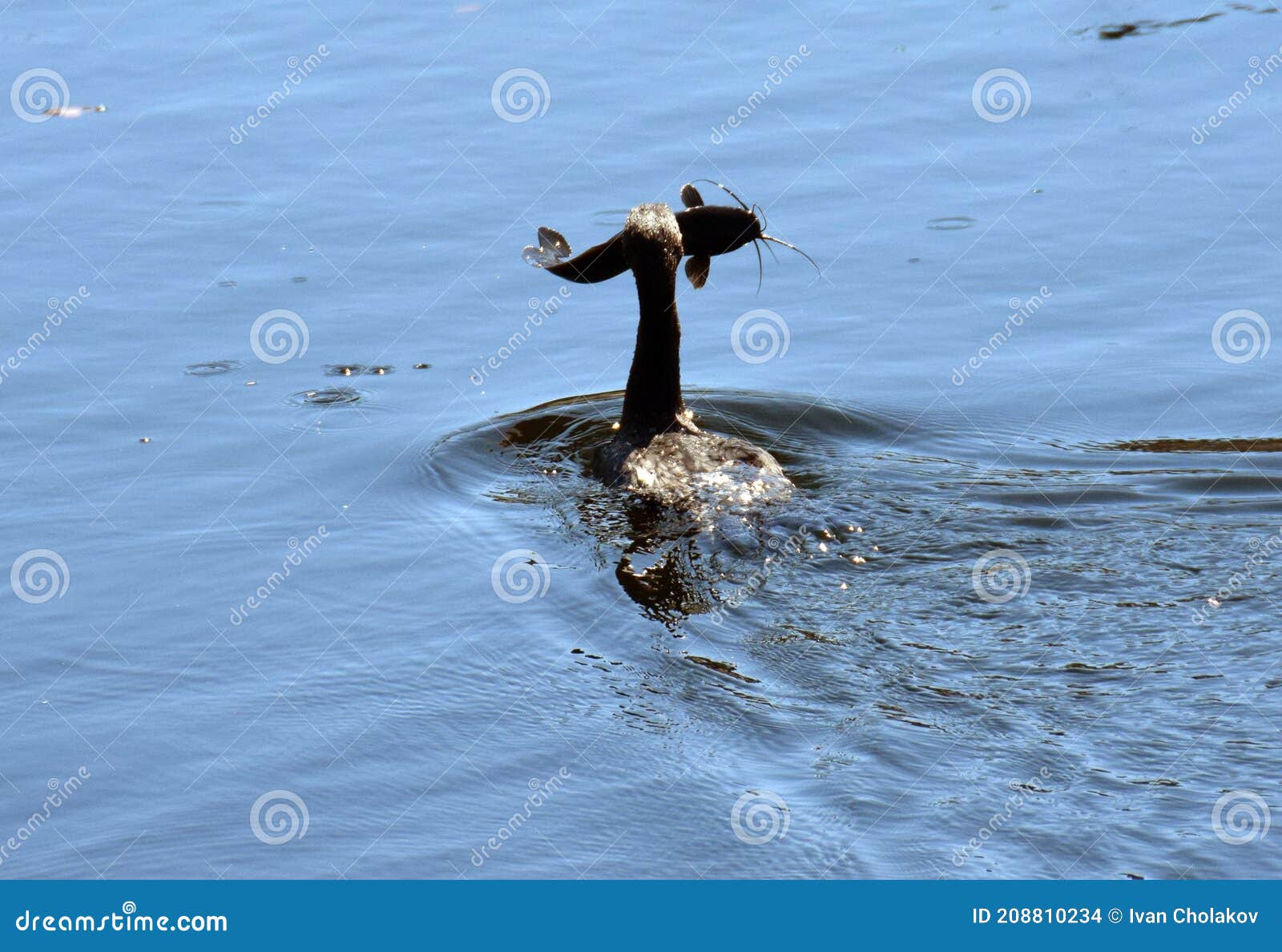 Cormorant catching fish stock photo. Image of cormorant - 208810234