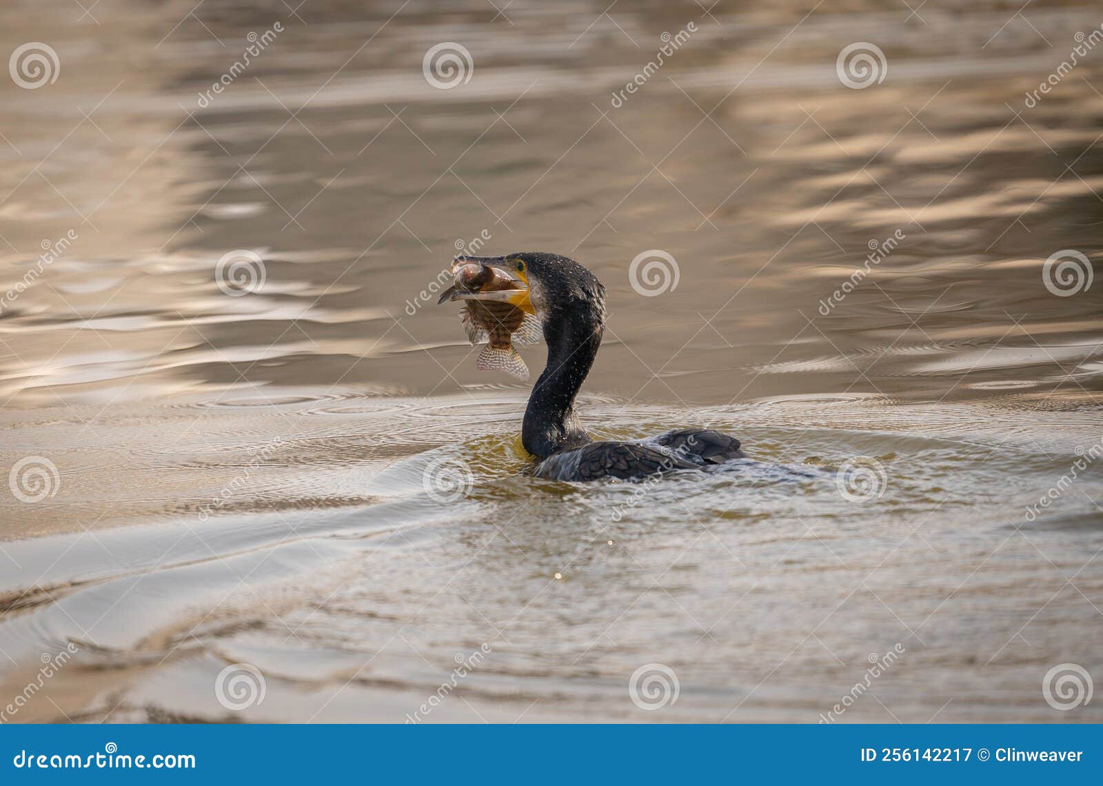 Cormorant Catching Fish stock image. Image of plumage - 256142217