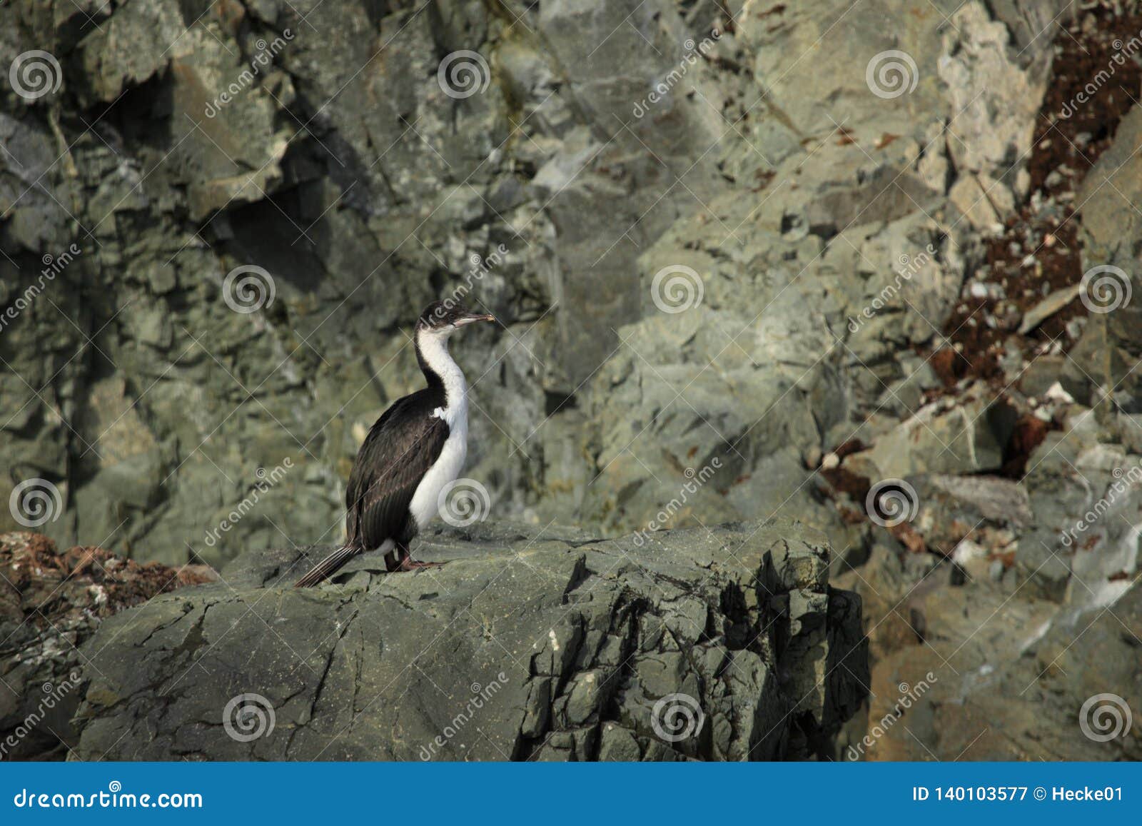 Cormorant Colonies at Antarctica Stock Image - Image of tierra ...