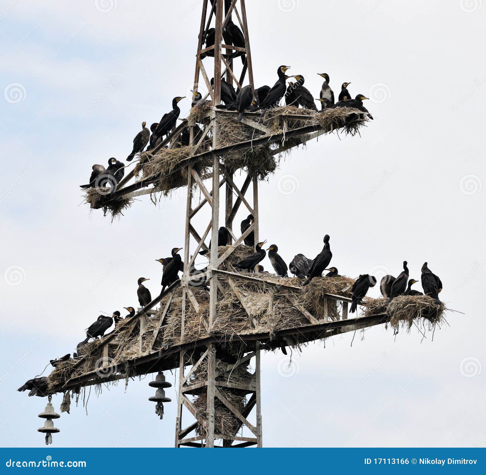 Cormorant colony stock photo. Image of wildlife, lake - 17113166