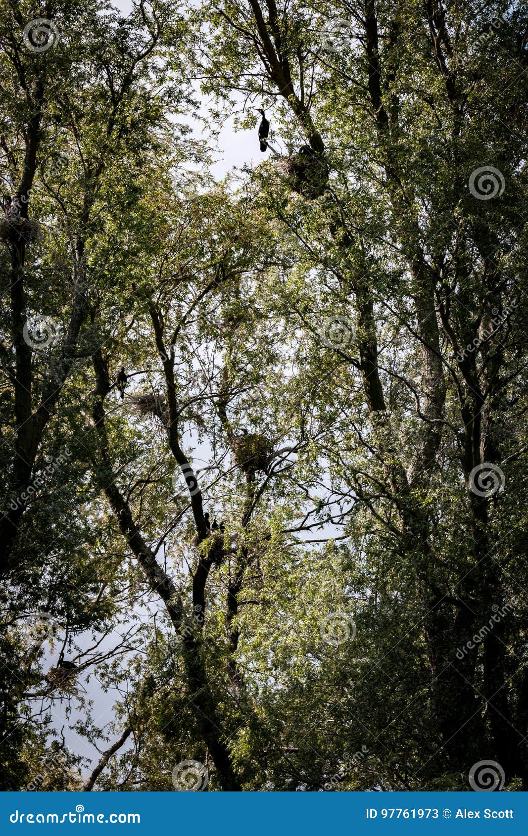 Cormorant colony stock image. Image of trees, birds, conservation ...