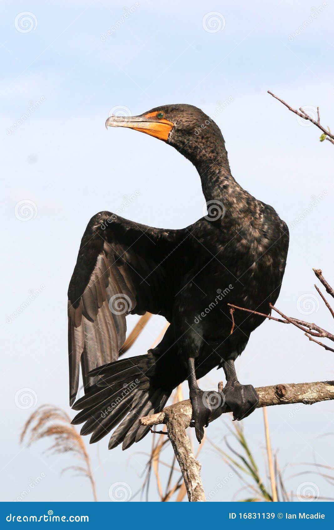 Black cormorant bird stock image. Image of single, phalacrocoracidae ...