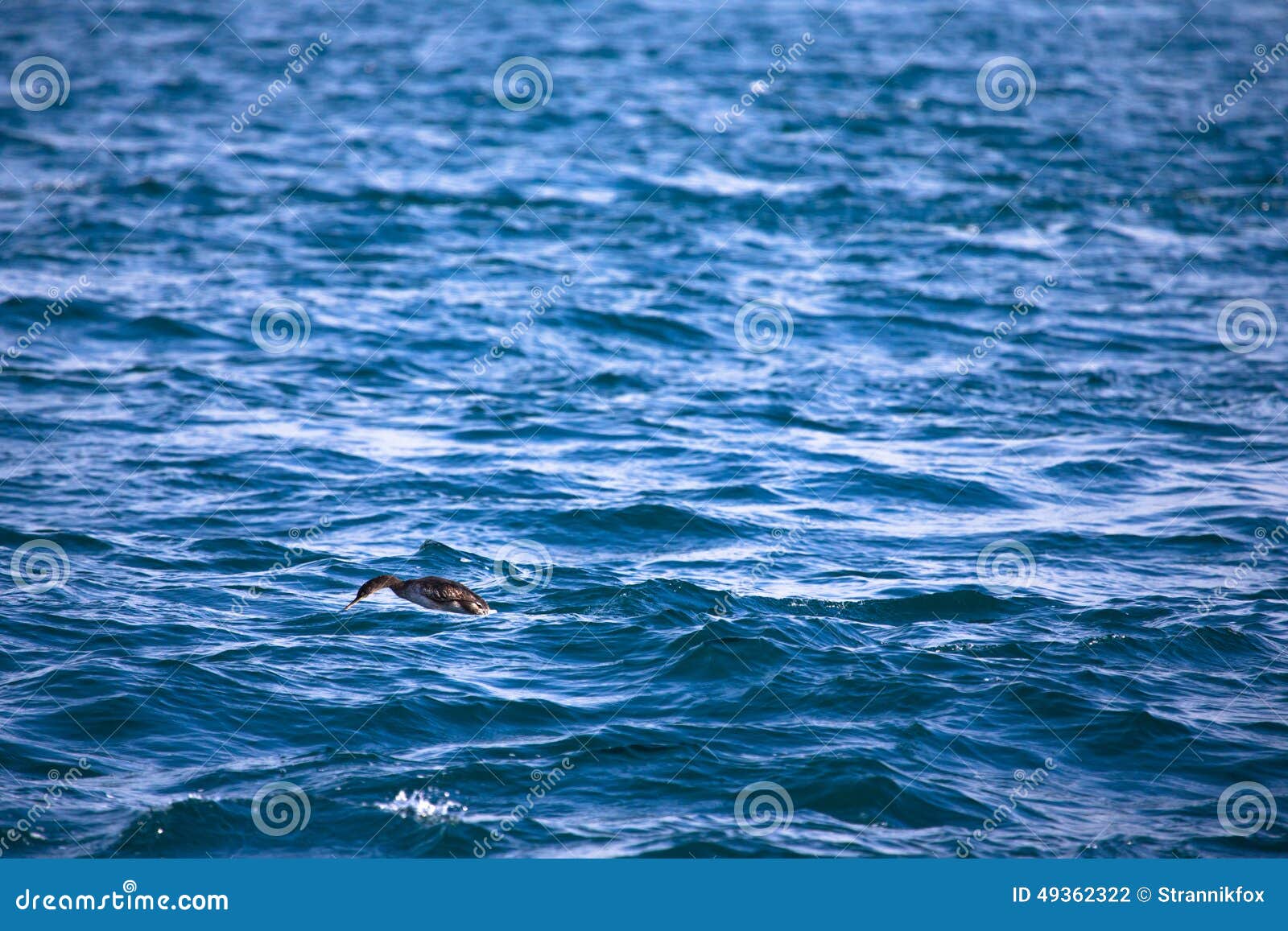 Cormorant is Diving in Choppy Water. Shallow Depth of Field Stock Photo ...
