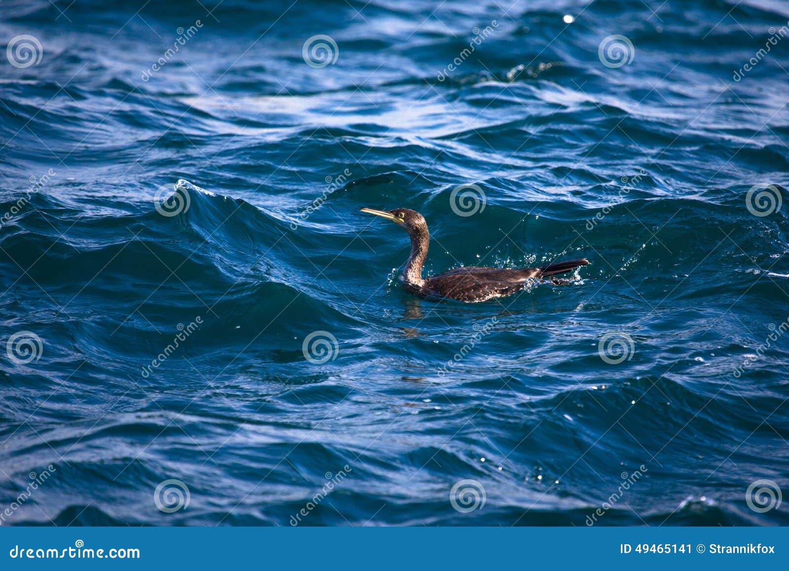 Cormorant is Diving in Choppy Water. Shallow Depth of Field Stock Image ...
