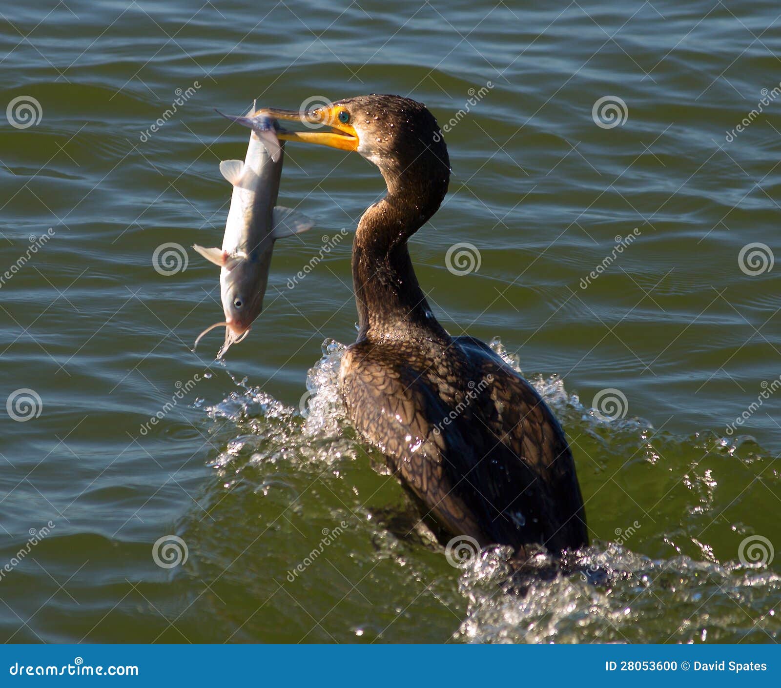 Cormorant Eating Catfish stock photo. Image of catfish - 28053600