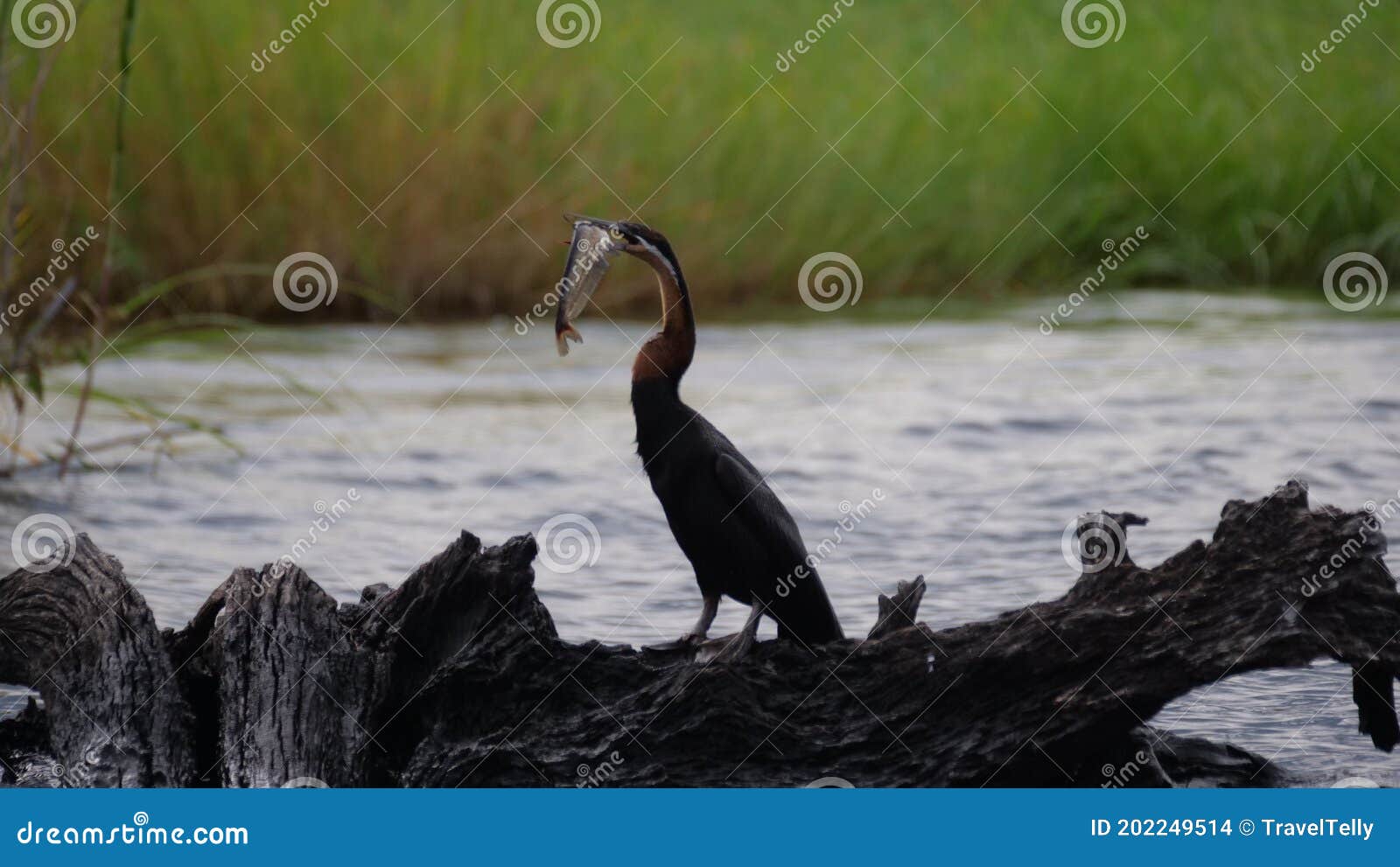 Cormorant eating a fish stock photo. Image of wildlife - 202249514