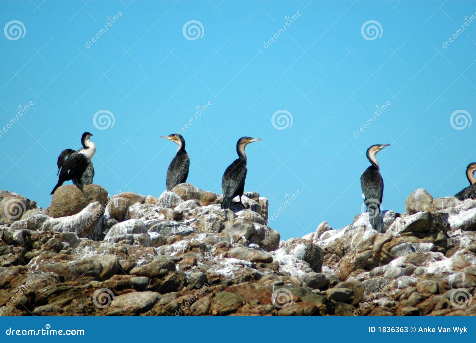 Cormorant family stock image. Image of breasted, resting - 1836363