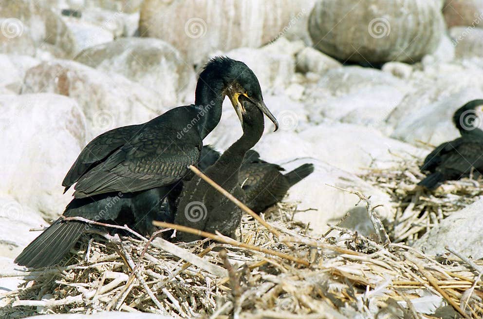 Cormorant feeding stock image. Image of birds, ocean - 17741223
