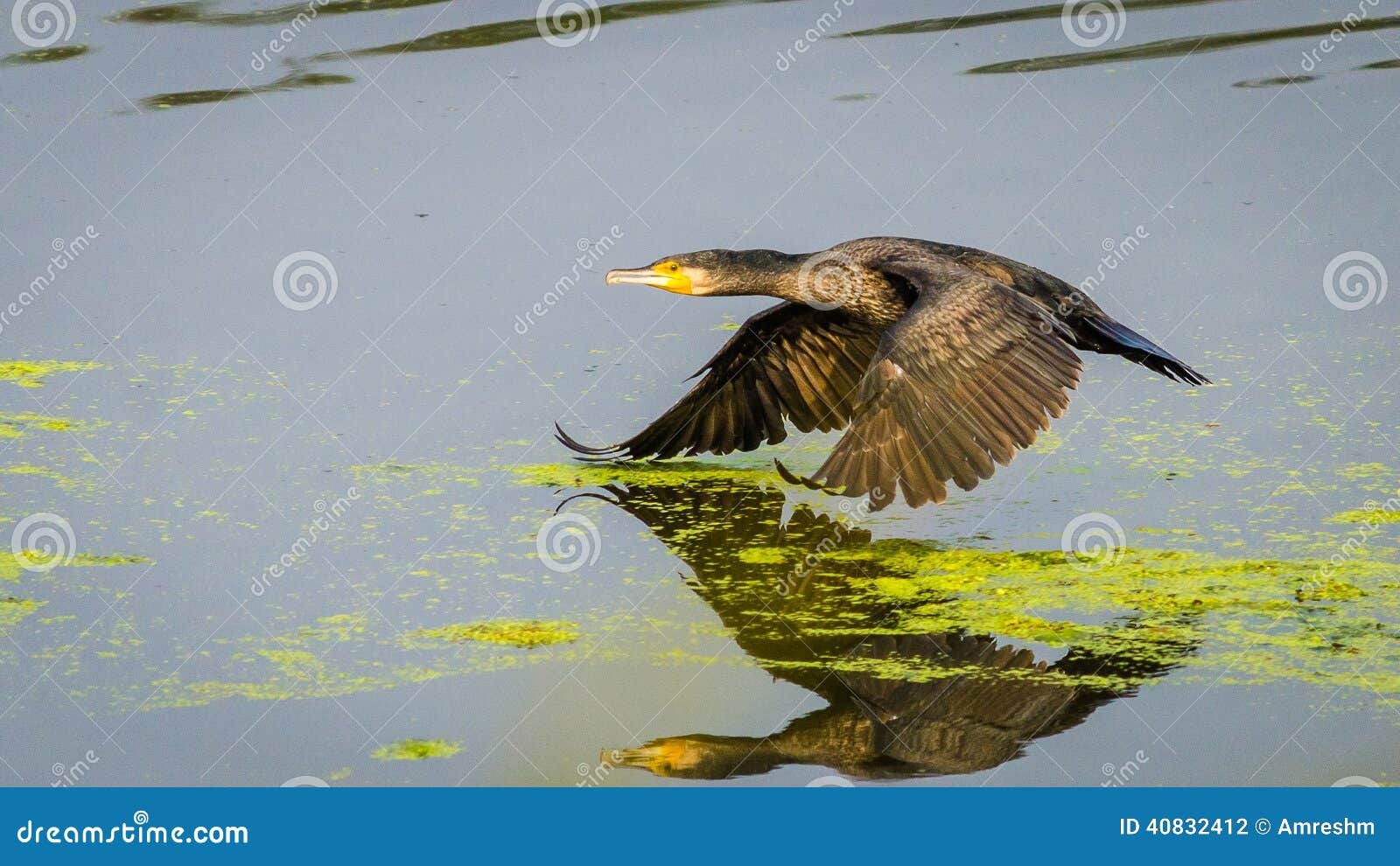 Flying Bird and Reflection in Water Stock Photo - Image of black ...