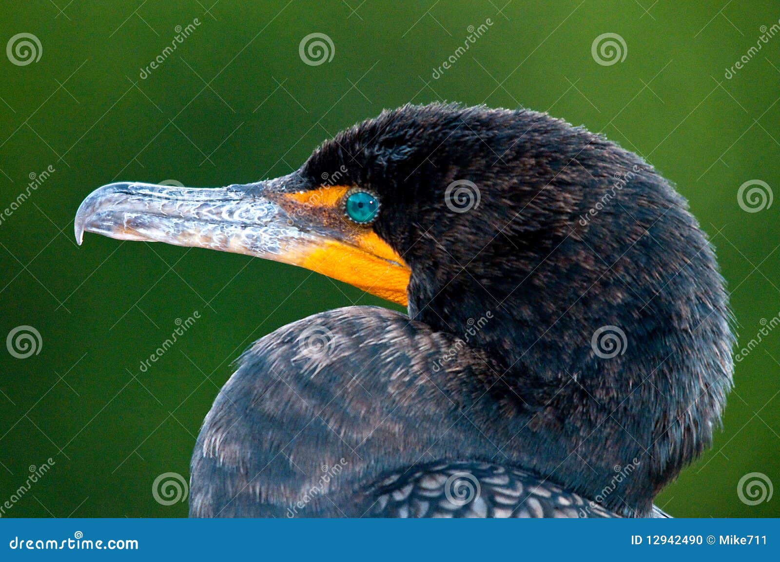 Cormorant Head stock photo. Image of cute, bird, fauna - 12942490