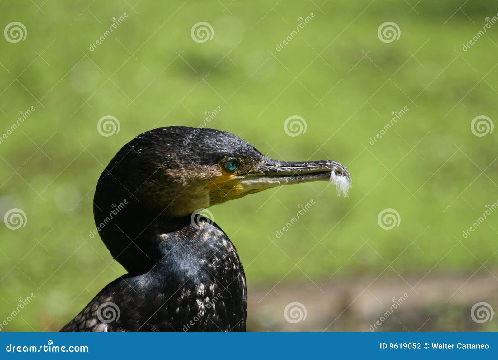 Cormorant head stock photo. Image of cormorant, beak, pond - 9619052