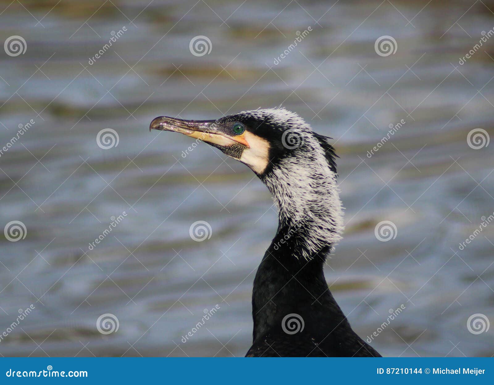 Cormorant head stock photo. Image of african, closeup - 87210144