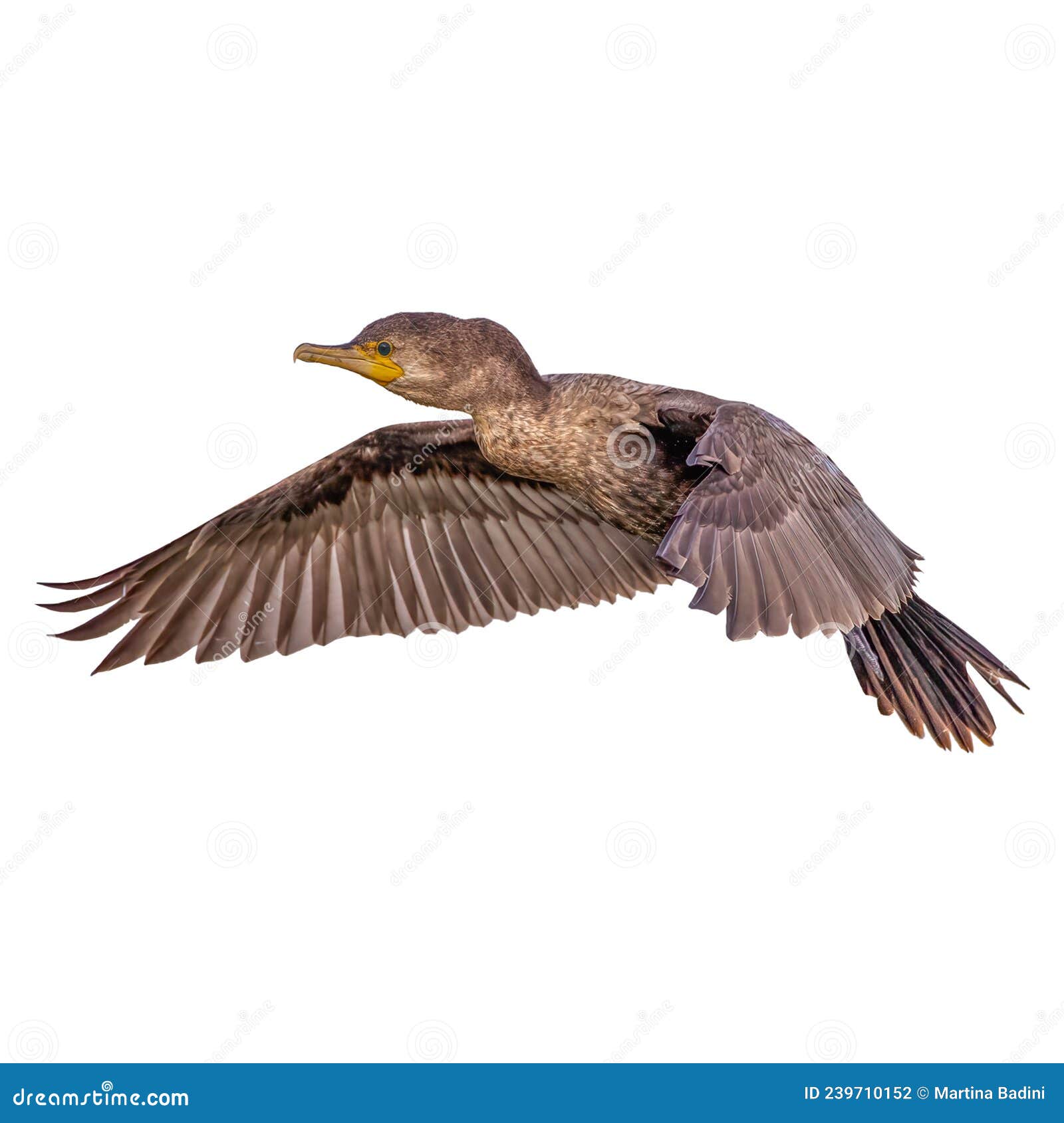 Cormorant Isolated on White Background Stock Photo - Image of majestic ...