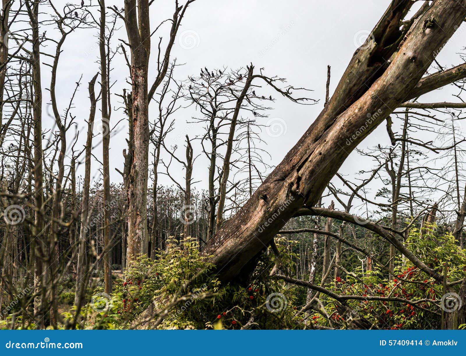 Dead Pine Tree, Sick Tree. Drought. Damaged Forest Climate Creepy Mystical Dark Ambient. Royalty ...