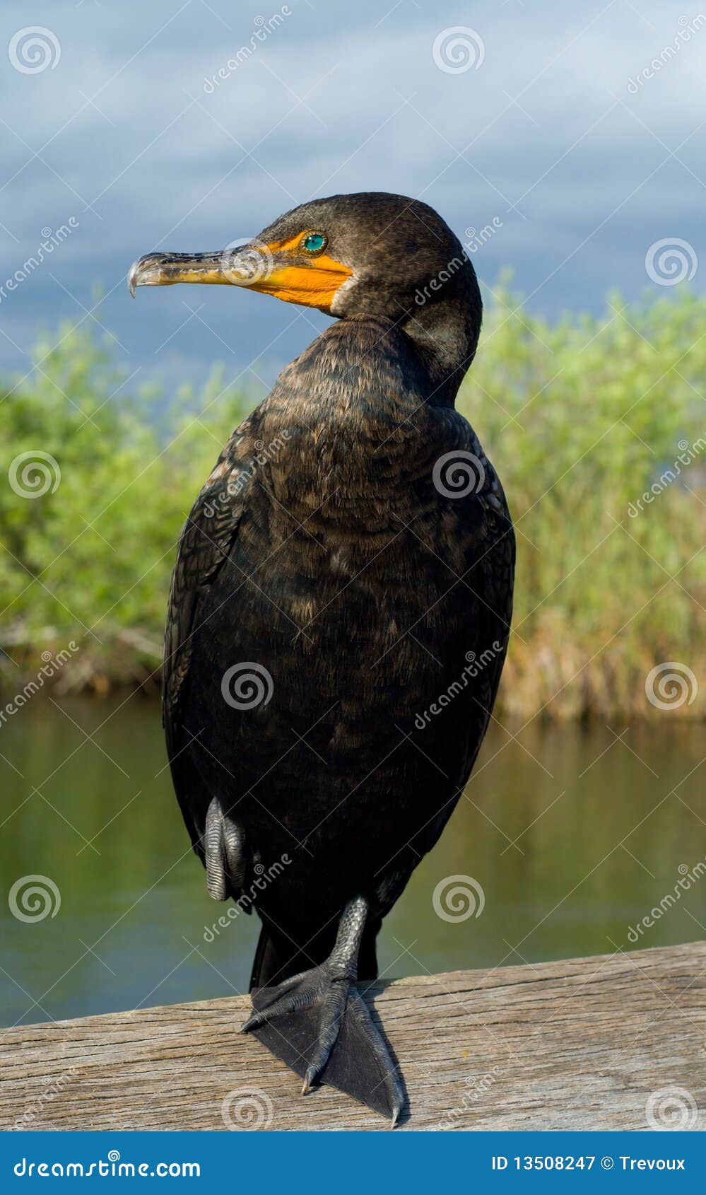 Cormorant portrait stock image. Image of look, black - 13508247