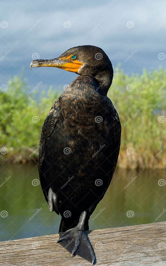 Cormorant portrait stock image. Image of look, black - 13508247
