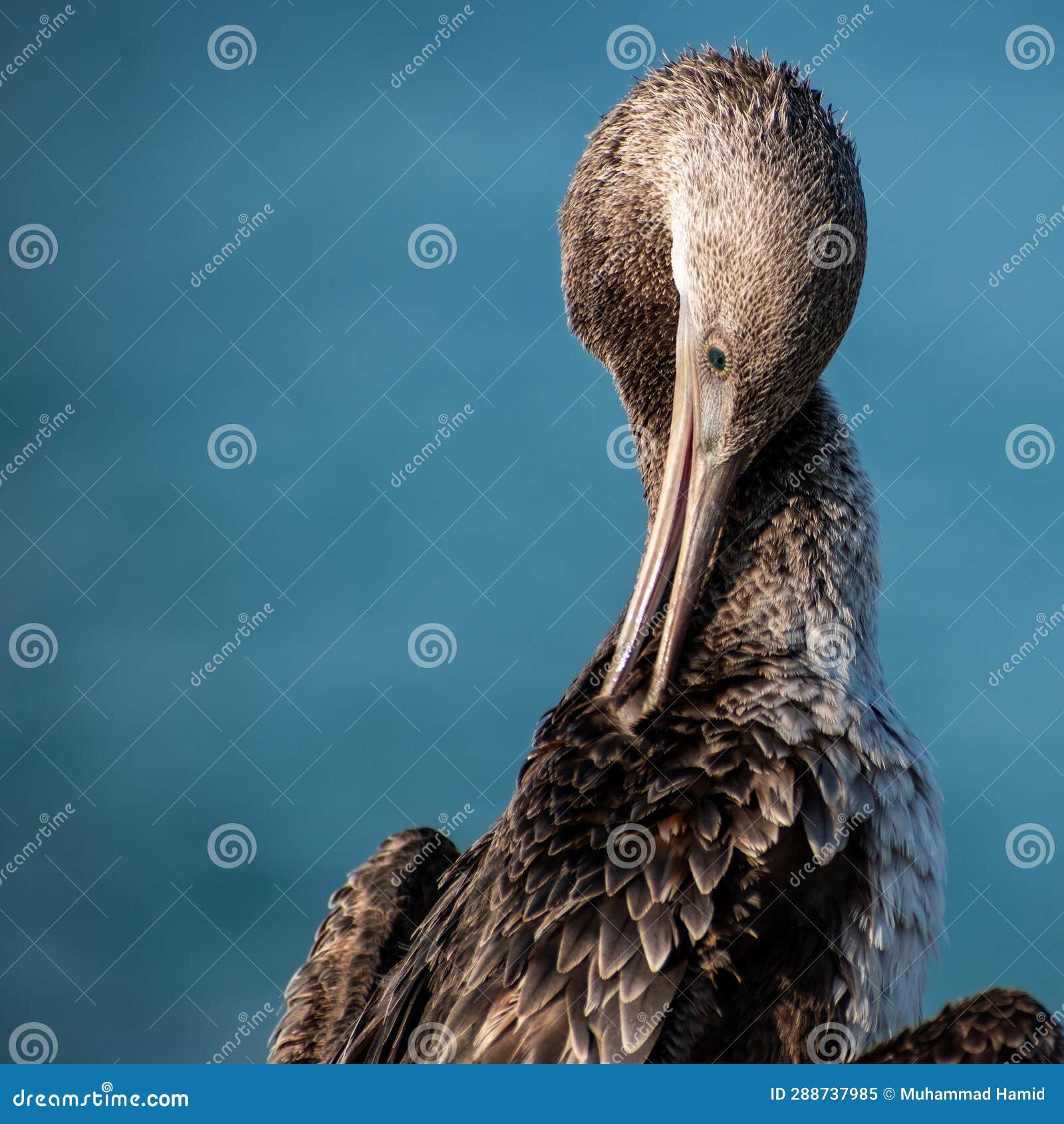 Cormorant Portrait with Details Stock Image - Image of bird, cormorant ...