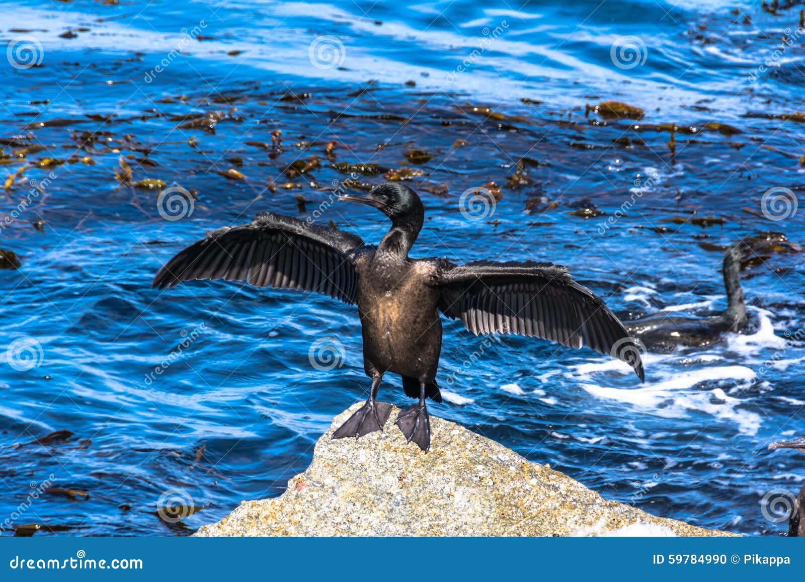 The Cormorant on the Rock, California Stock Photo - Image of bill ...