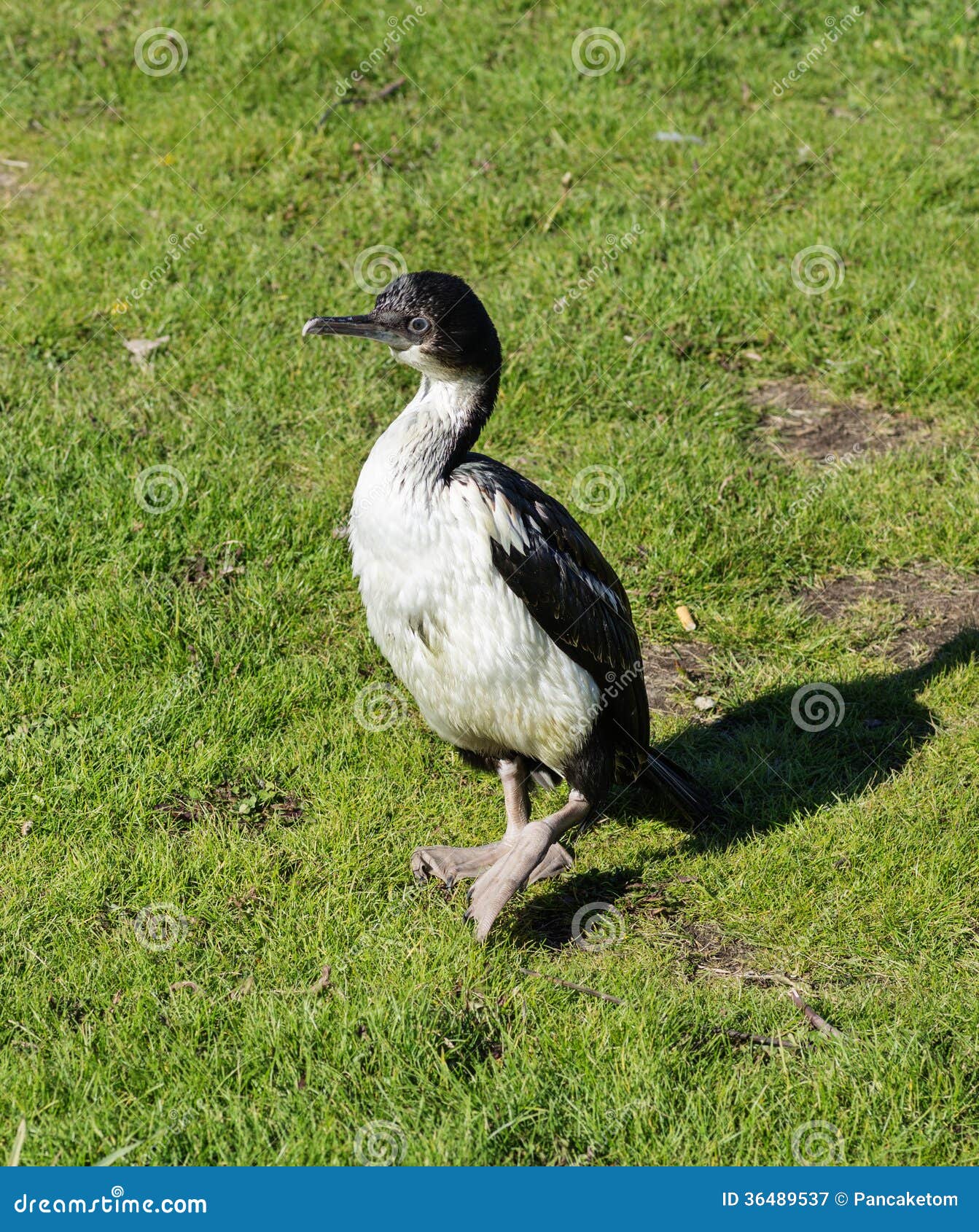 Cormorant or Shag stock image. Image of shag, grass, phalacrocorax ...