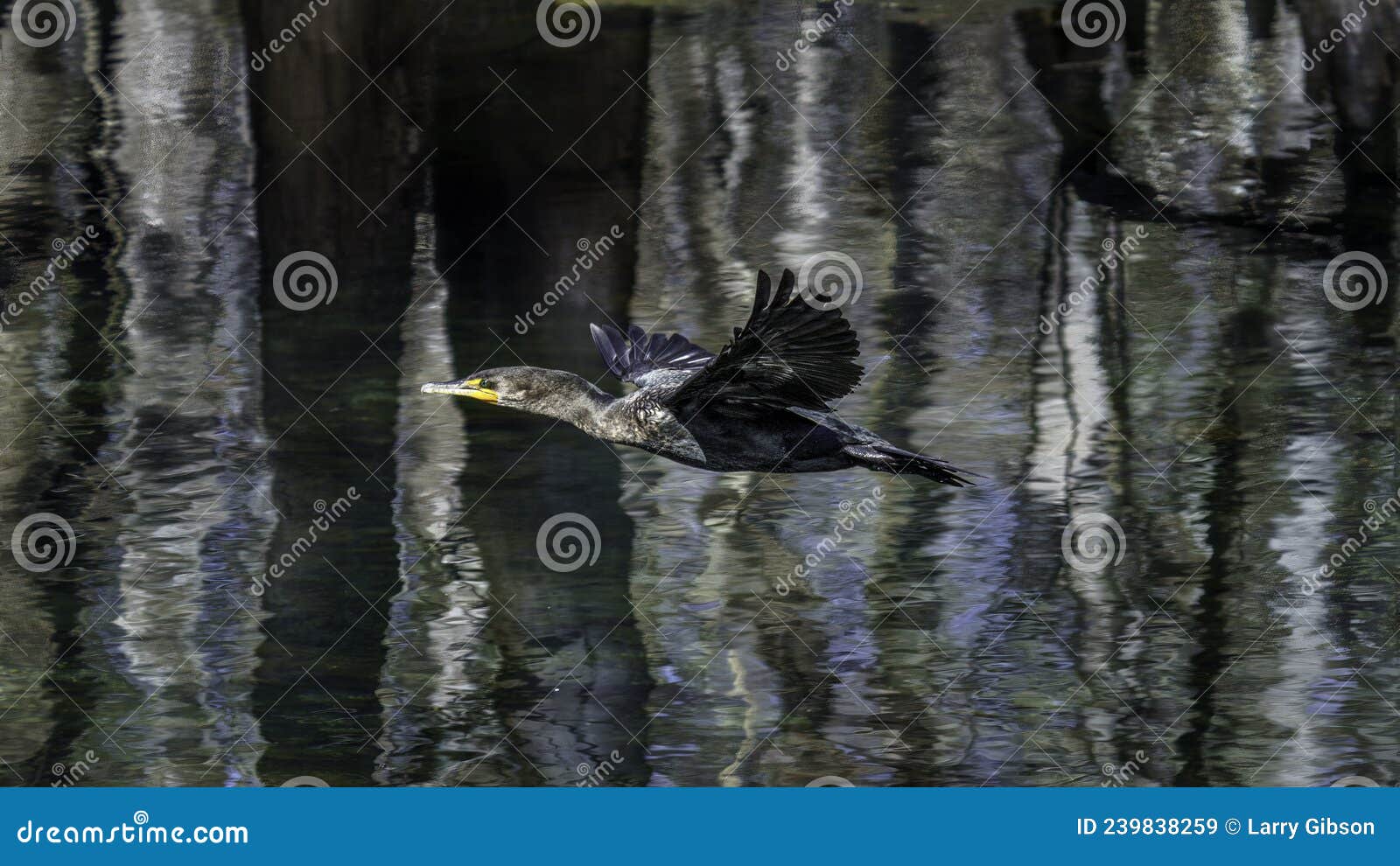 Cormorant stock image. Image of forest, perch, greedy - 239838259