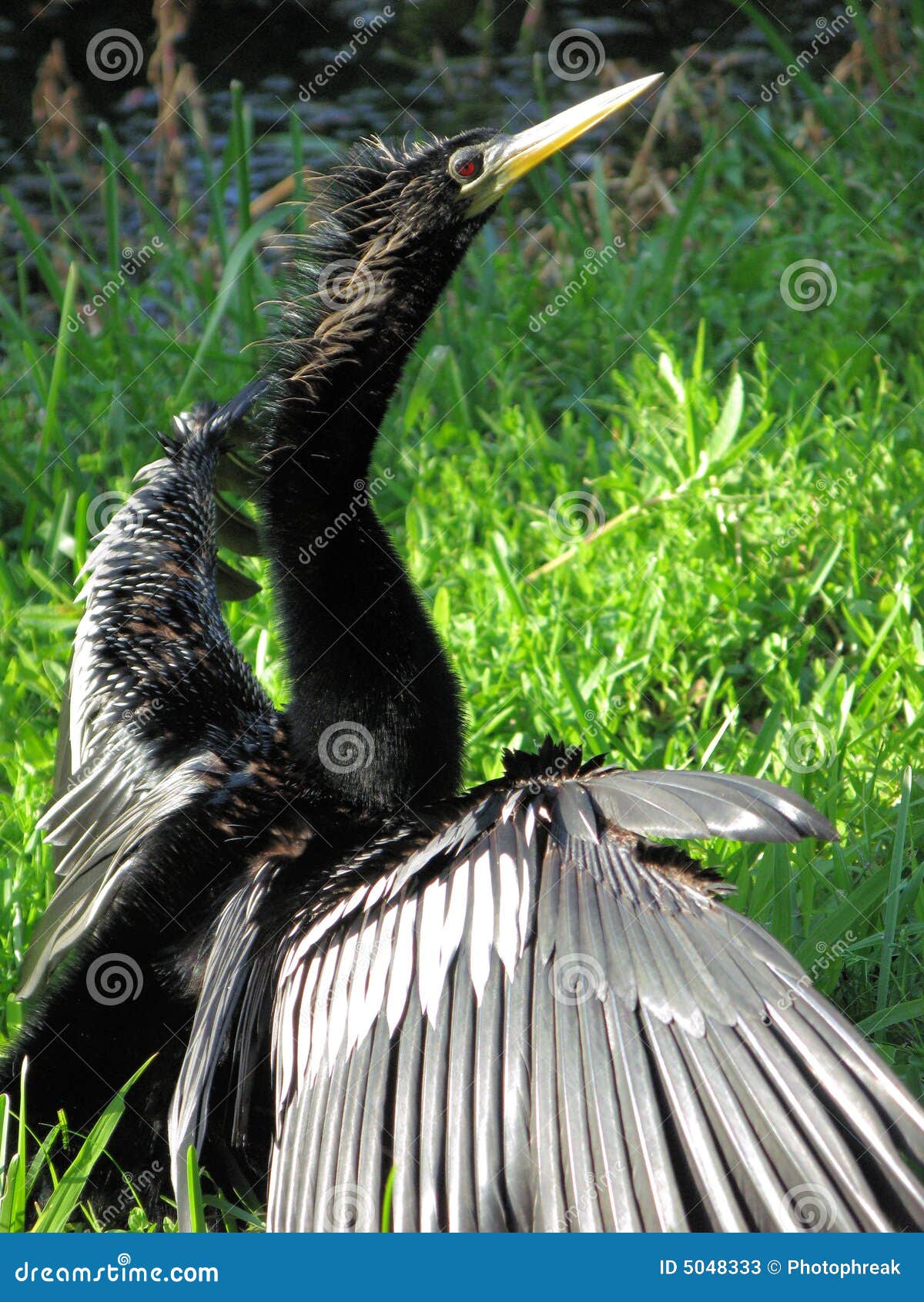 Cormorant Snake Bird stock image. Image of water, swamp - 5048333