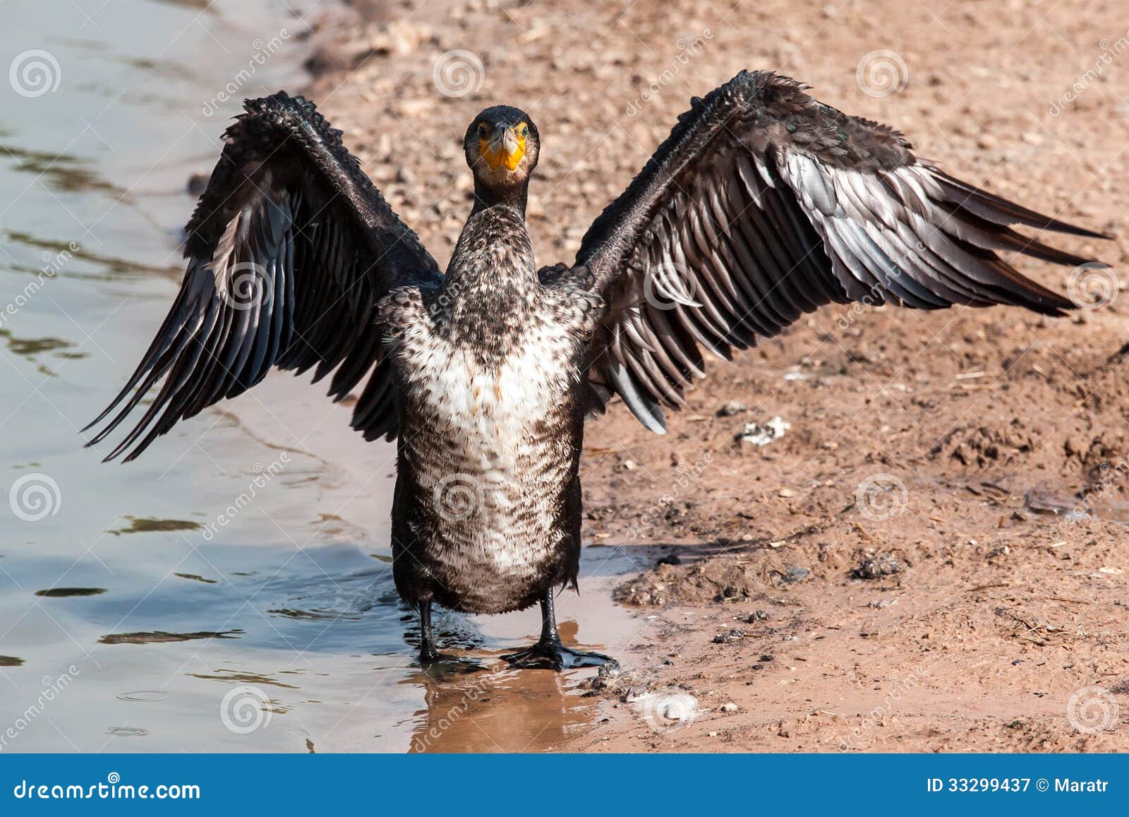 Cormorant stock image. Image of freedom, natural, atlantic - 33299437