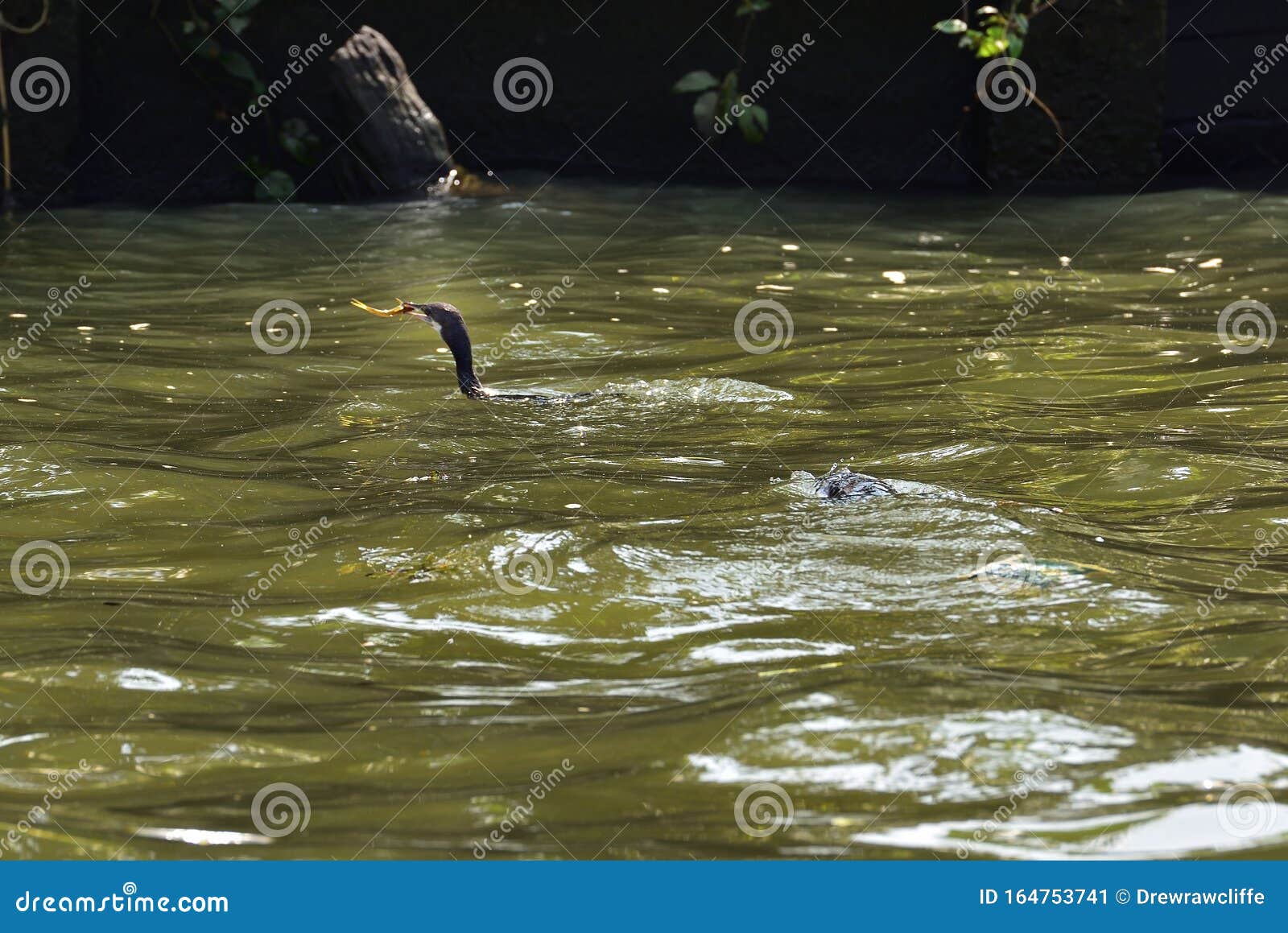 Cormorant Surfaces with Its Food Stock Image - Image of cochin ...