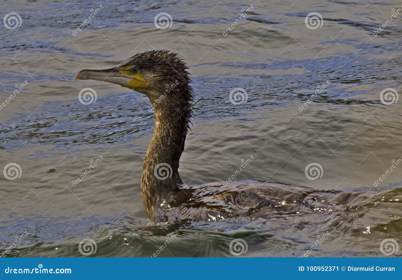 Cormorant swimming stock image. Image of swimming, diving - 100952371