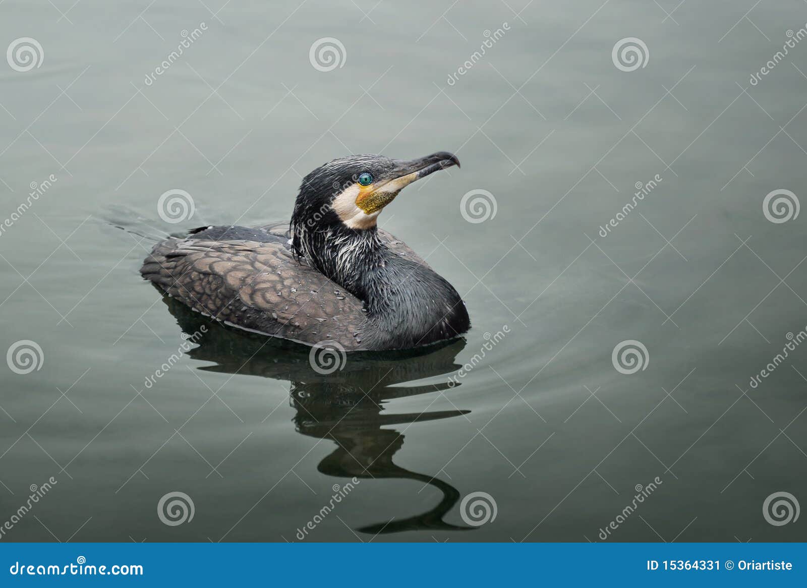 Cormorant Swimming in Guilin Stock Image - Image of water, china: 15364331