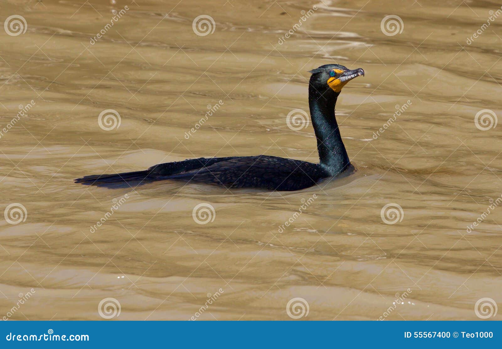 Cormorant stock photo. Image of crested, water, body - 55567400