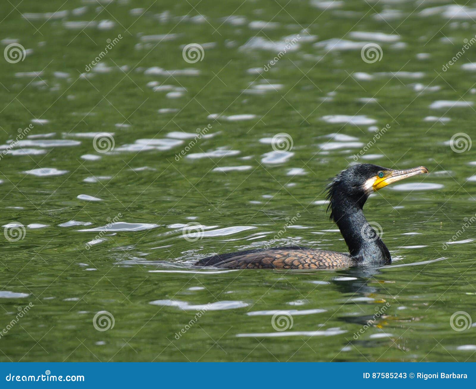 Cormorant Swimming on the Lake Stock Image - Image of bird, cormorant ...