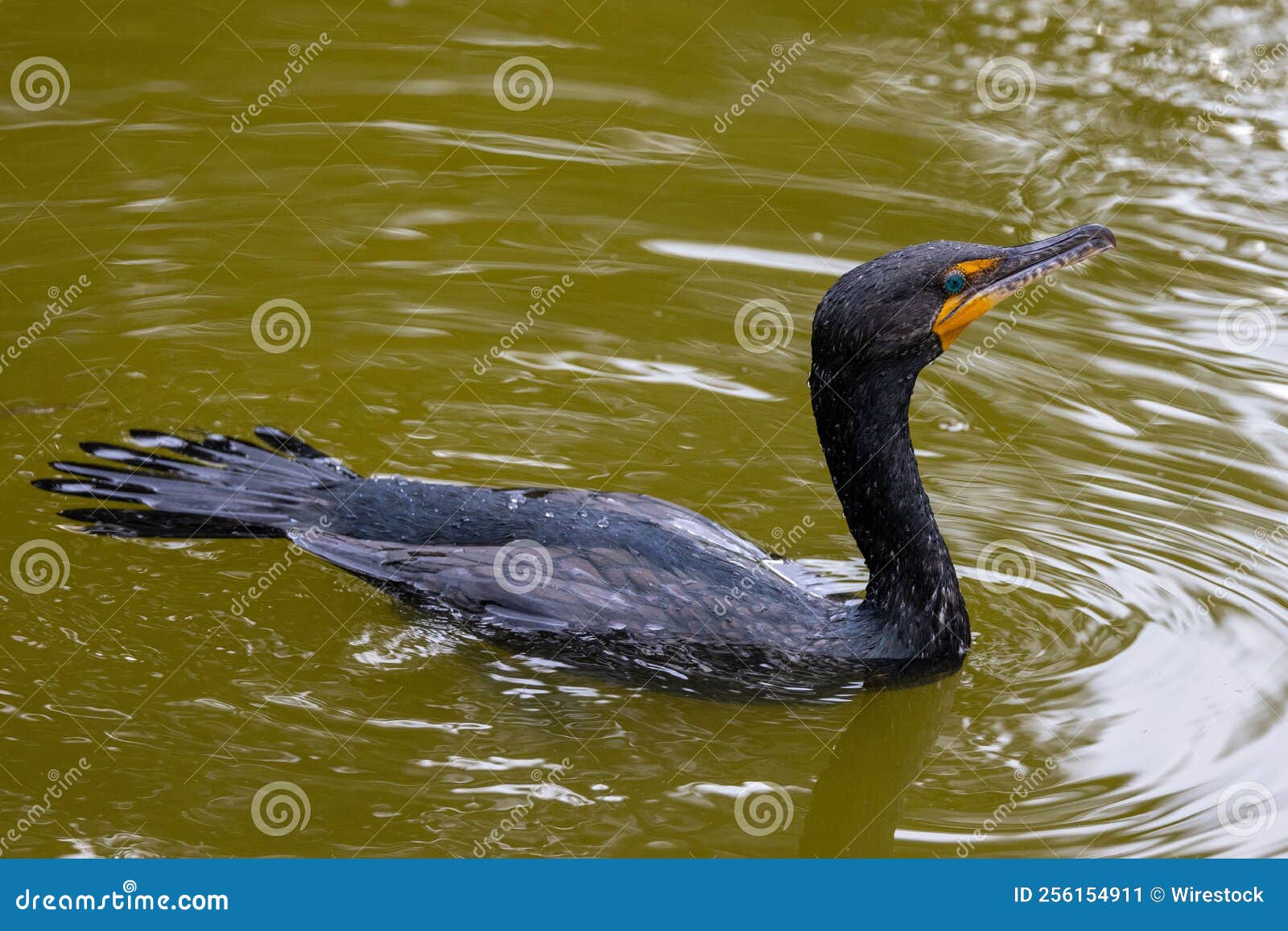 Cormorant Swimming in the Water Stock Image - Image of outdoors, fauna ...