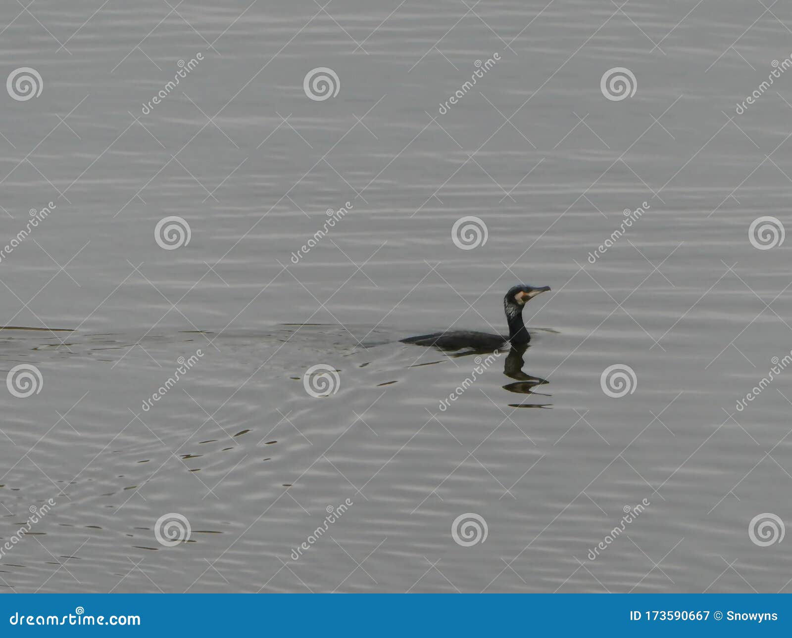 Cormorant Swimming in Water Stock Image - Image of black, side: 173590667