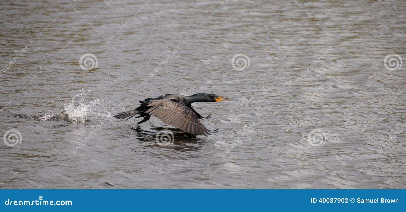 Cormorant taking off stock photo. Image of bark, versicolor - 40087902