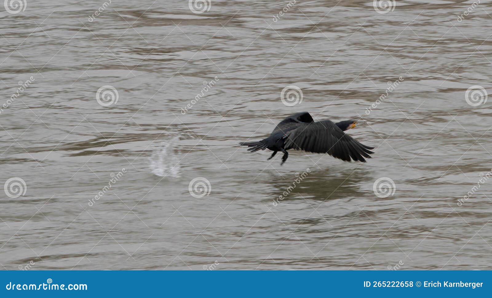 Cormorant Taking Off from a River Stock Photo - Image of pond, bird ...