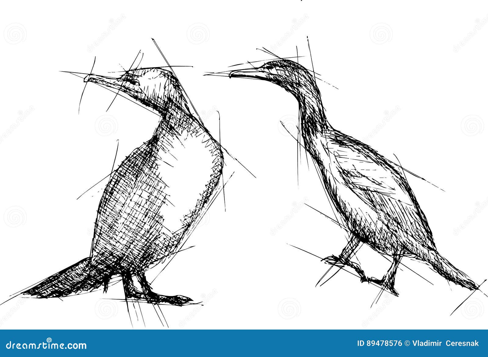 Cormorant Vector Illustration Flat Style Profile Side Black ...